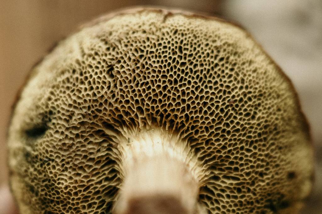Unlocking the Secrets of the Mushroom Anatomy – Earthrising Mushroom Farm